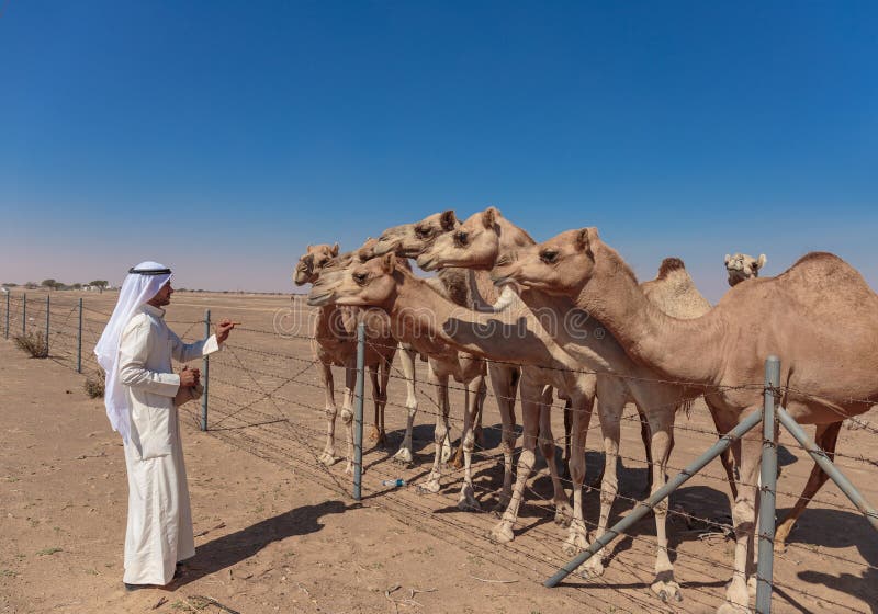 Arab Men and Camels on the Farm Editorial Photography - Image of farm ...
