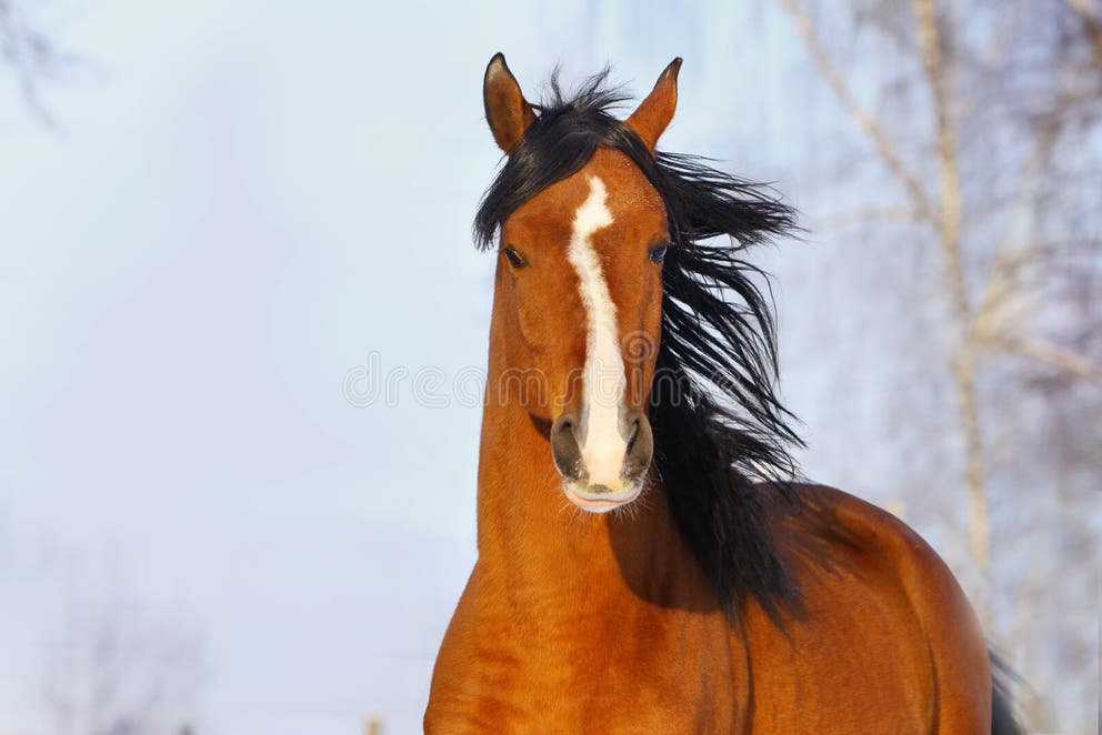 Arabe de compartiment photo stock. Image du traite, cheval - 12487346