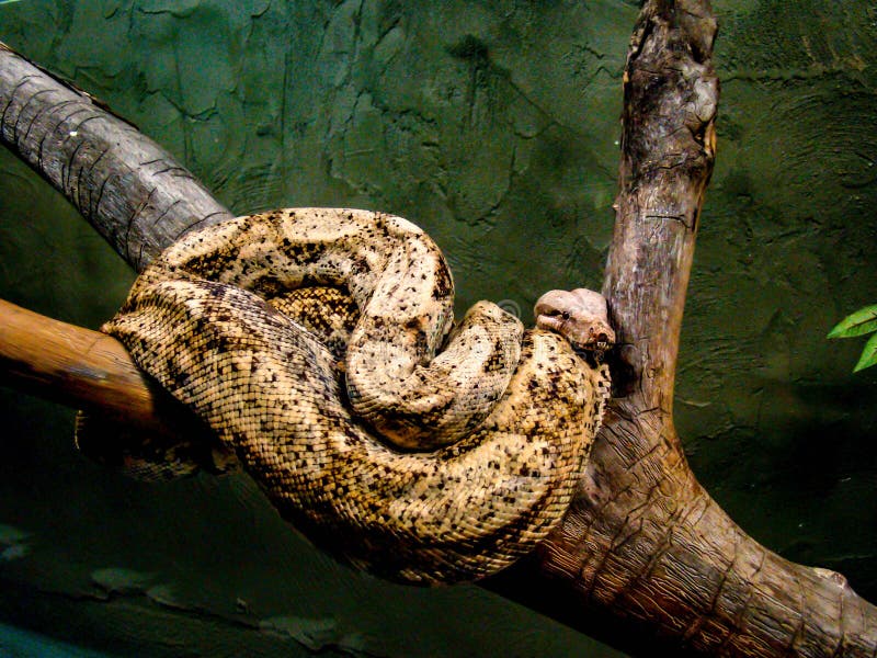 Arabesque Columbian Red-tailed Boa Python Boa Constrictor Constrictor ...