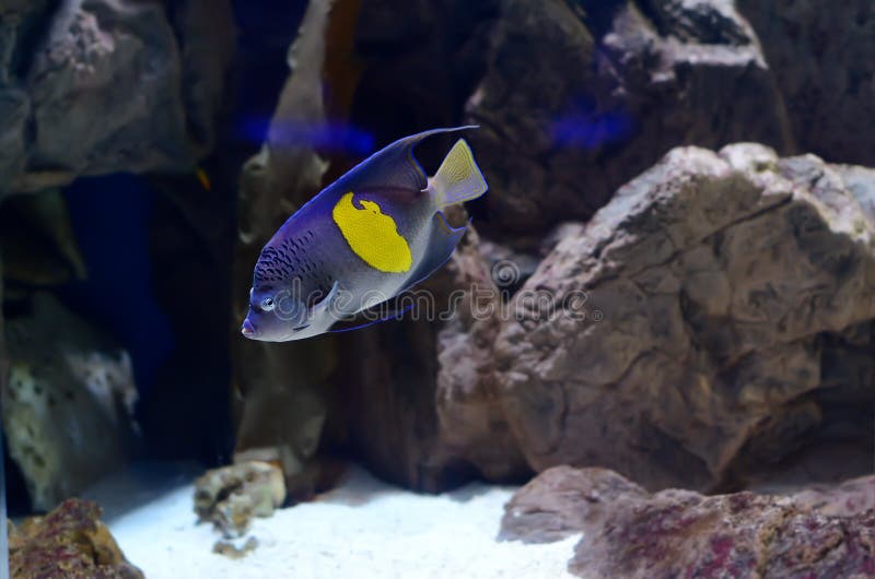 Arabian angel fish stock image. Image of aquarium, fins - 30650901