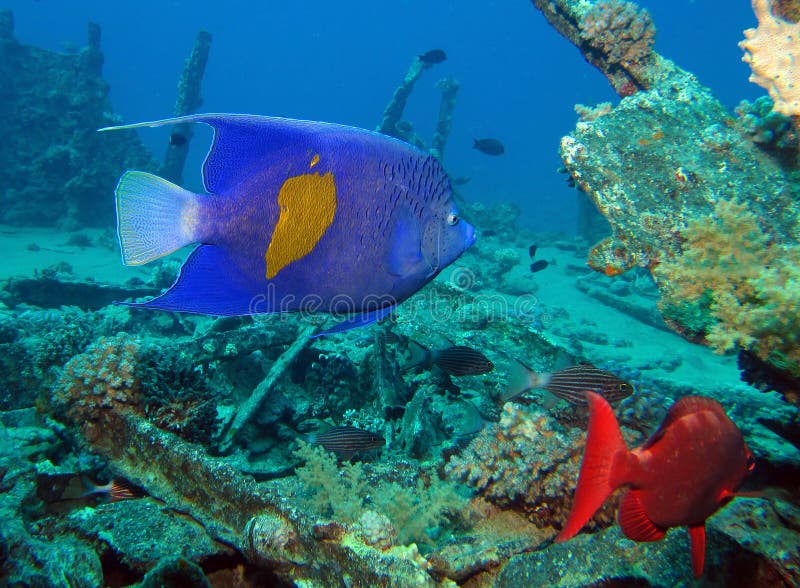 Arabian angel fish stock image. Image of aquarium, fins - 30650901