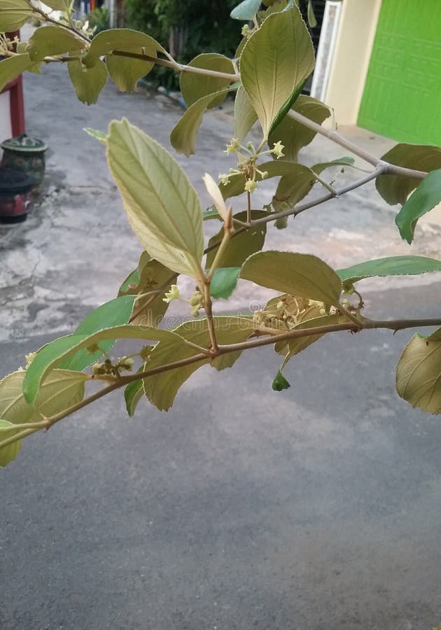 Arabian Bidara Tree, the Leaves are Yellowish on the Inside. Stock ...