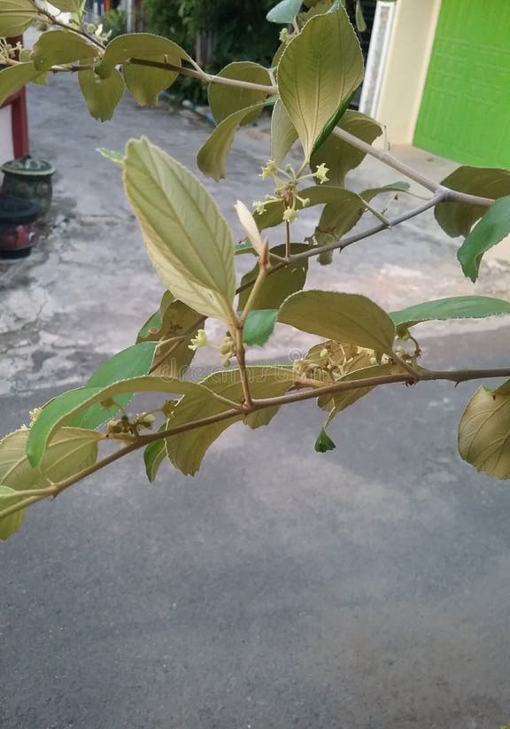 Arabian Bidara Tree, the Leaves are Yellowish on the Inside. Stock ...