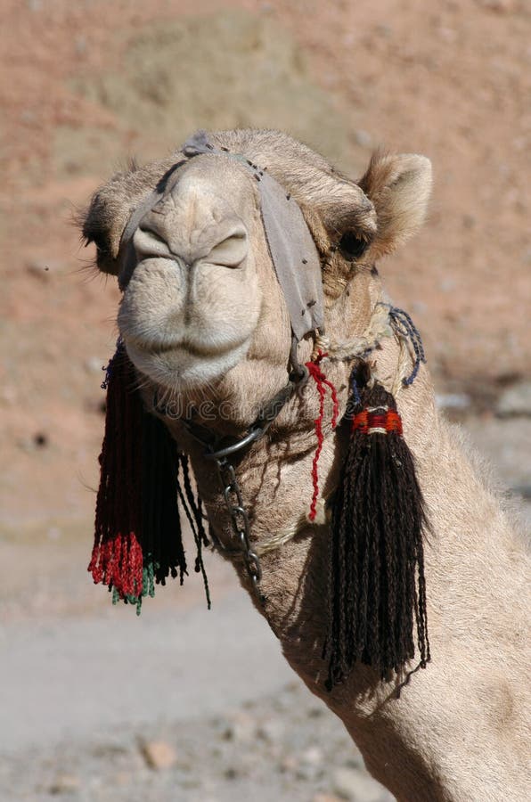 223 Camel Toes 20s Stock Photos - Free & Royalty-Free Stock Photos from ...