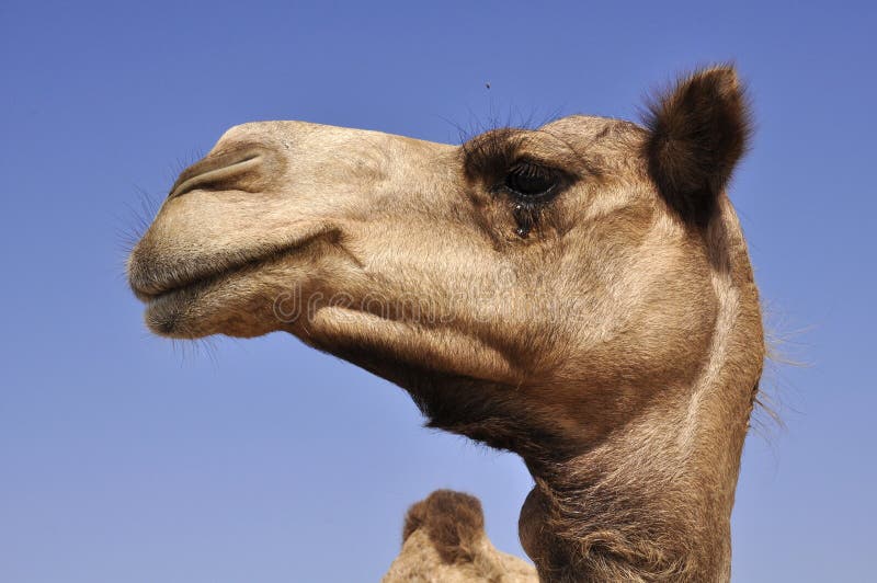 Arabian Camel (Camelus Dromedarius) Stock Image - Image of ruminant ...