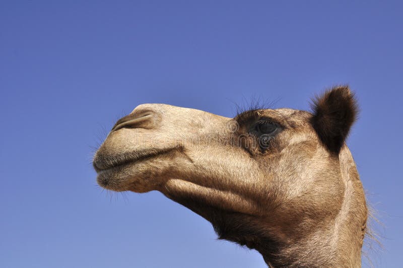 Arabian Camel (Camelus Dromedarius) Stock Image - Image of ruminant ...