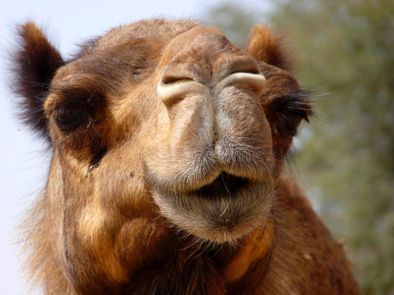 Camels face up close stock image. Image of africa, jamal - 4120075
