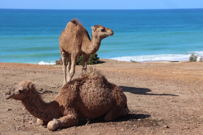 Two Arbian Camels by the Seashore Stock Image - Image of wait, animal ...