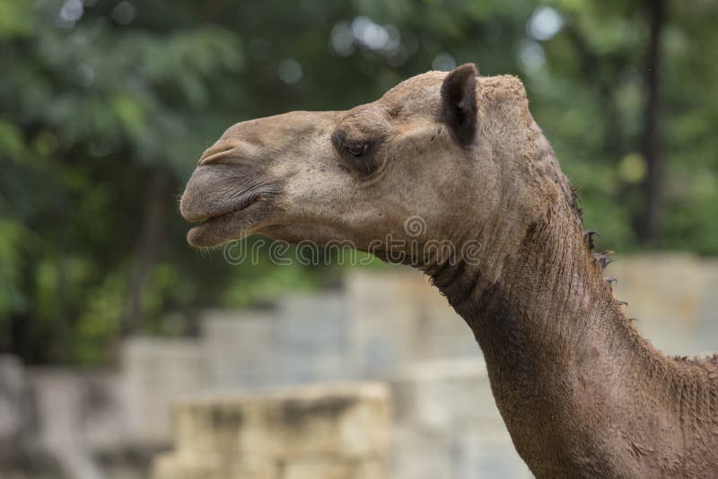 Front Face Arabian Camel Head Close Up Stock Photos - Free & Royalty ...