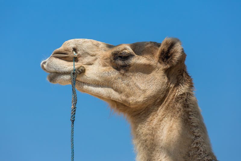 Arabian Camel Head Close-Up Stock Image - Image of front, arabian: 17687303