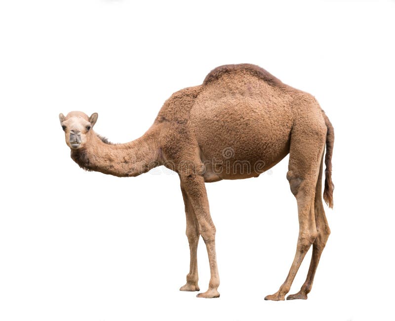Arabian Camel Isolated on White Background Stock Photo - Image of ...