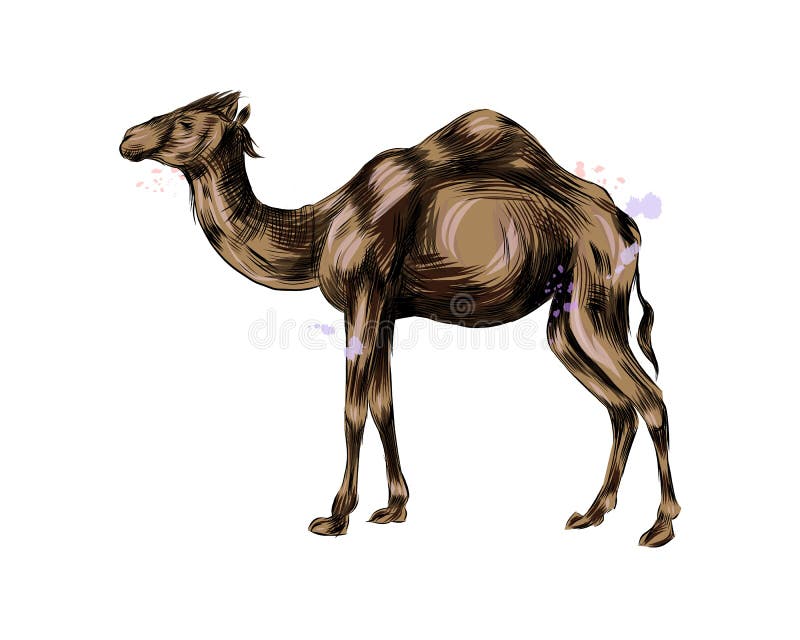 Realistic Camel Drawing Stock Illustrations – 368 Realistic Camel ...