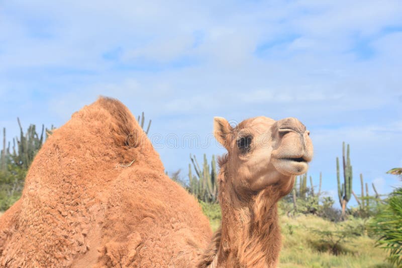 Arabian Camel with a Thick Shaggy Coat Stock Photo - Image of beduins ...