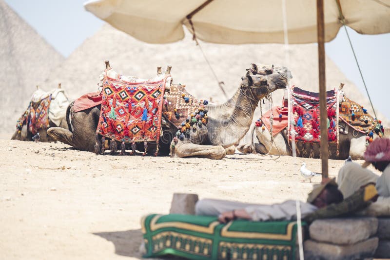 Arabian Camels Against the Background of Pyramids. Giza, Egypt Stock ...