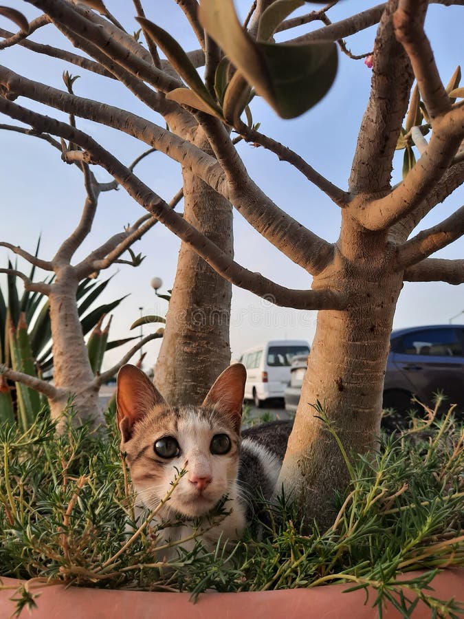 Arabian cat stock image. Image of hunting, tree, bird - 261737303