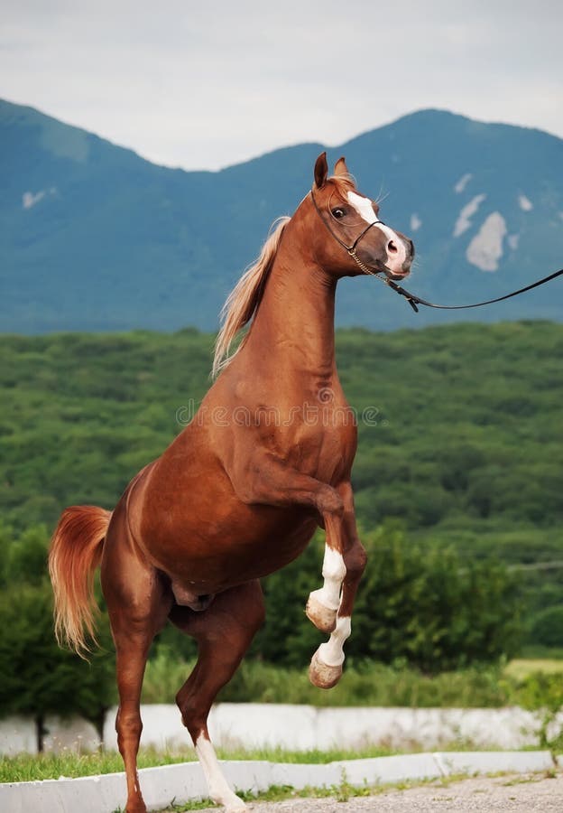 Chestnut Stallion Grazes in a Meadow Stock Image - Image of horse ...