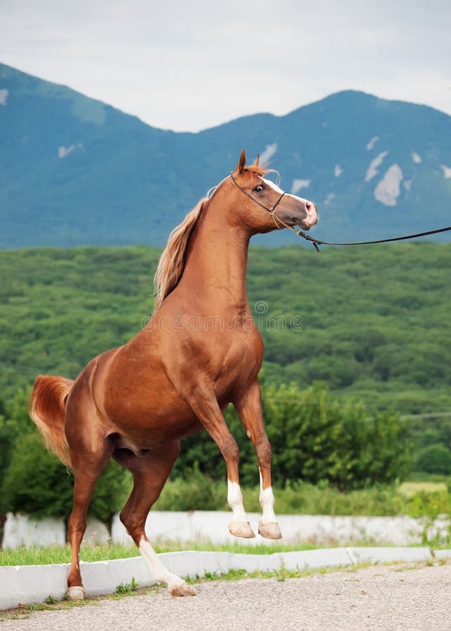 Chestnut Stallion Grazes in a Meadow Stock Image - Image of horse ...
