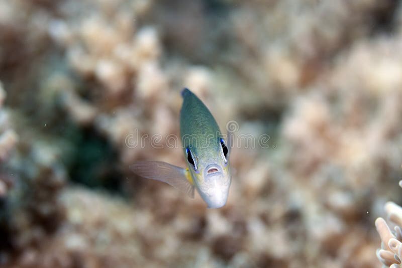 Arabian Chromis (chromis Flavaxilla) in the Red Sea. Stock Photo ...