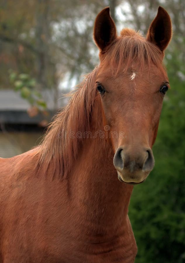 Arabian Colt stock image. Image of summer, head, pasture - 4337553