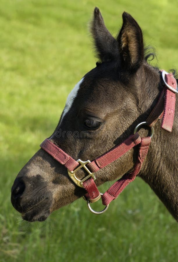 Arabian Colt Profile stock image. Image of equestrian, critter - 825565