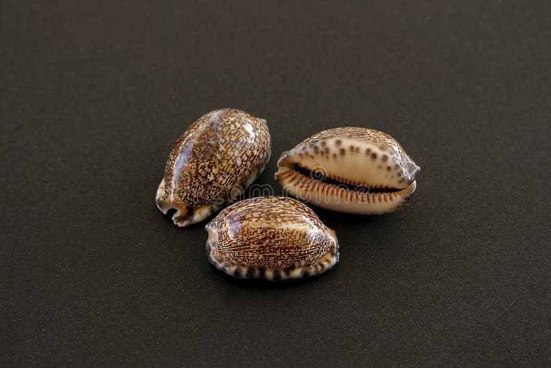 Sea shells cowry stock image. Image of white, shell, summer - 64451019