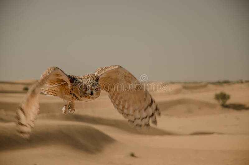 Arabian desert stock image. Image of desert, flying, season - 87789357