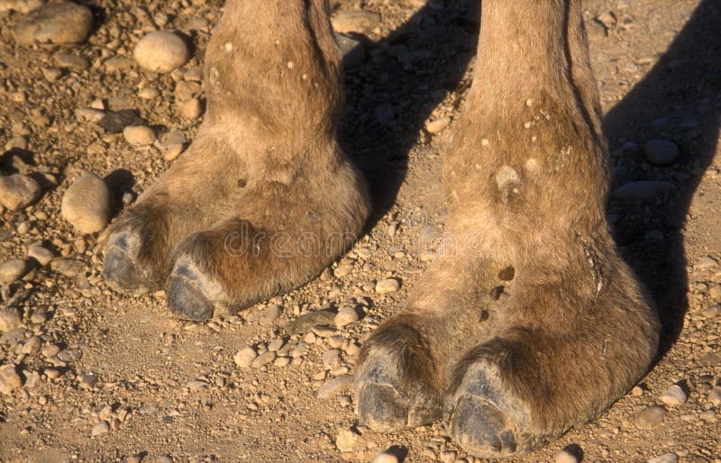 197 Camel Feet Stock Photos - Free & Royalty-Free Stock Photos from ...