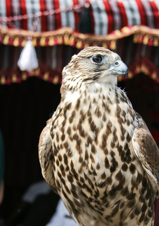 Uae Falcon Wallpaper