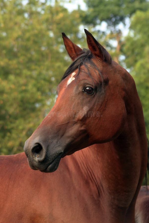 Bay Filly stock photo. Image of foal, alert, country, equine - 905594