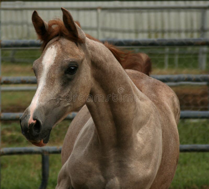 Arabian Filly stock image. Image of foal, colt, young - 4421993