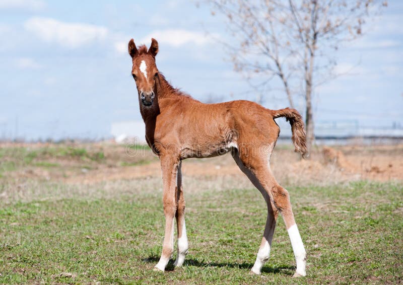 Arabian Foal in Spring Time Stock Image - Image of spring, grace: 70494925