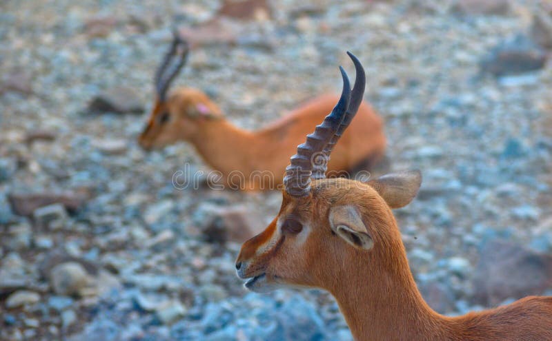 384 Arabian Deer Stock Photos - Free & Royalty-Free Stock Photos from ...