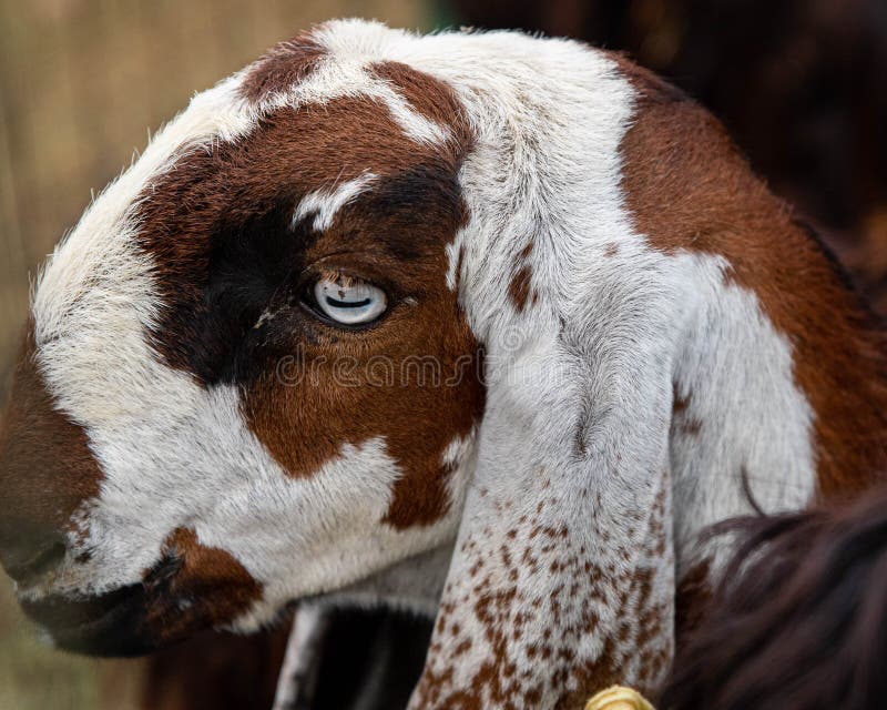 Arabian goat stock image. Image of spotted, farm, eyes - 241943755