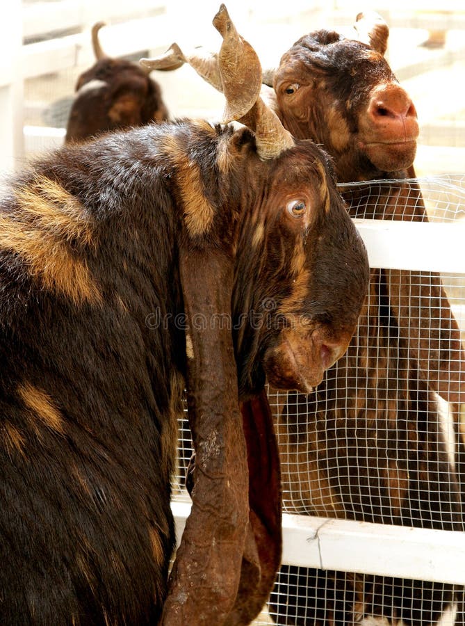 A Arabian Goat with Long Ears and Twisted Horns Stock Image - Image of ...
