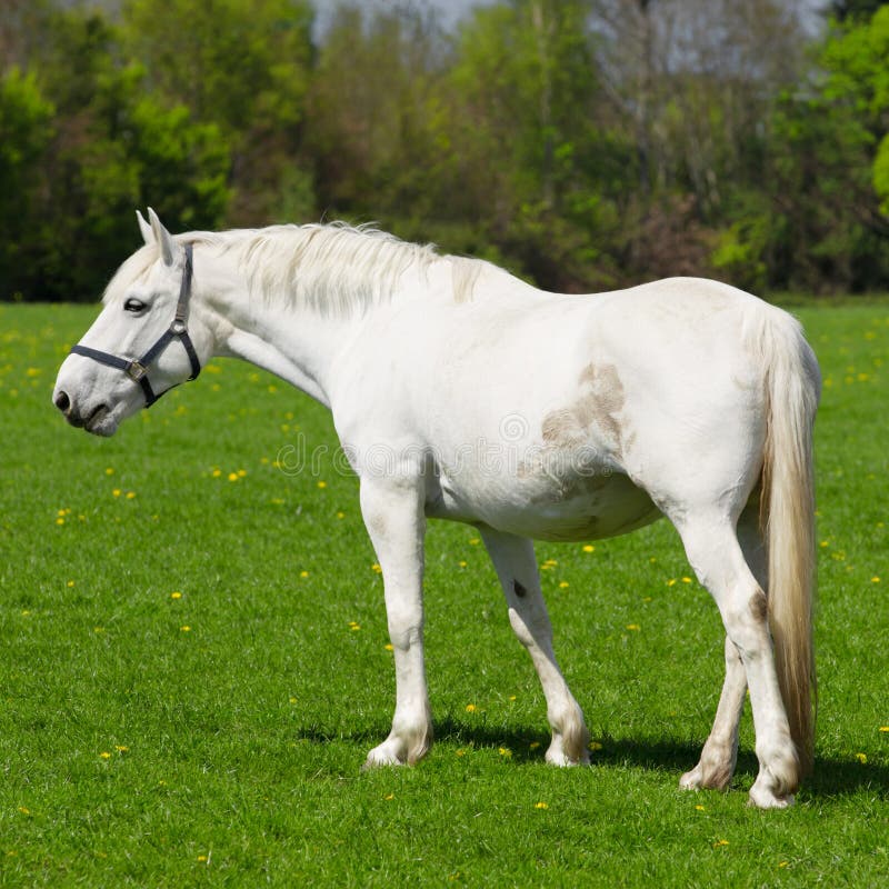 Arabian Grey Horse in Field Stock Photo - Image of equestrian, pinto ...