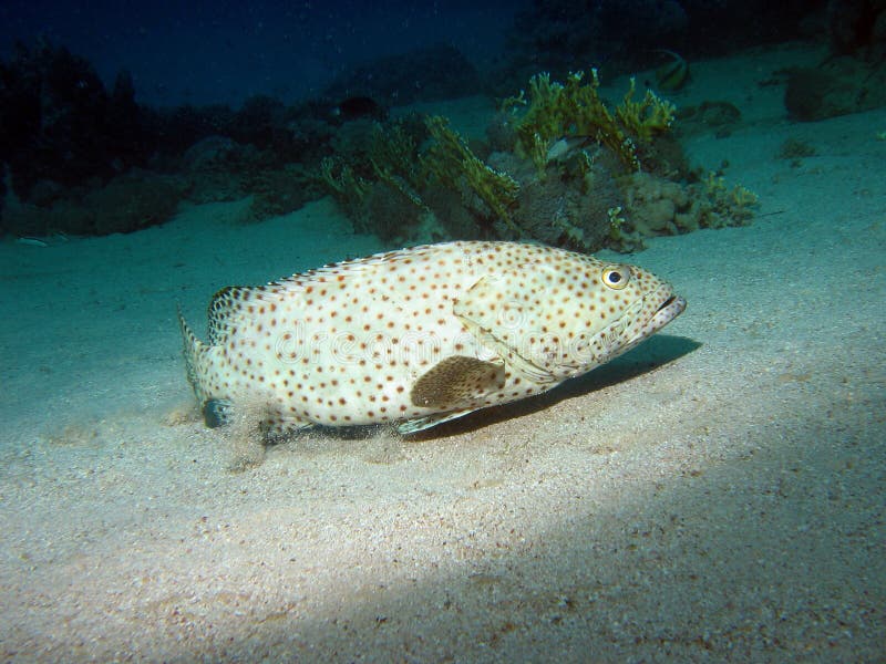 Arabian Grouper. Greasy Grouper Fish Stock Photo - Image of fish, ocean ...