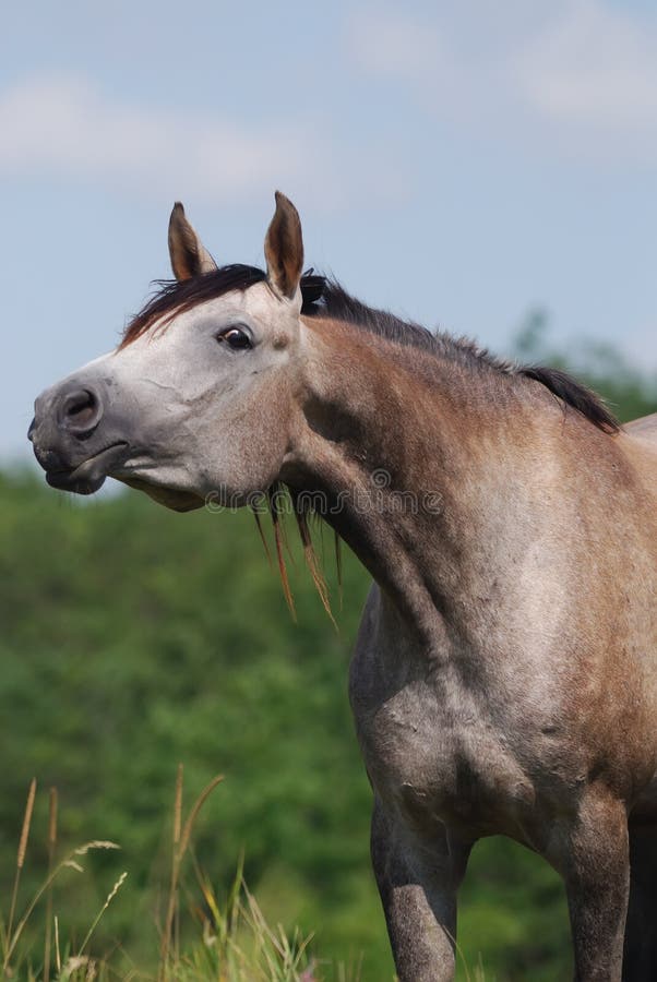 Beautiful Red Arabian Horse Running Gallop Stock Photo - Image of ...