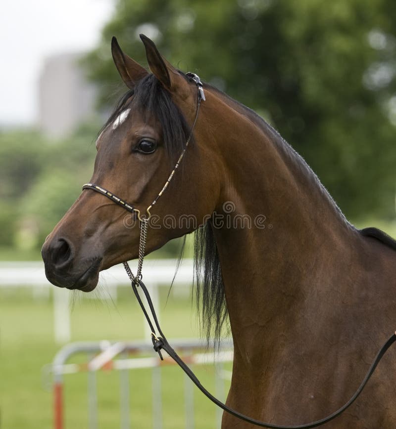Bay Quarter Horses Face