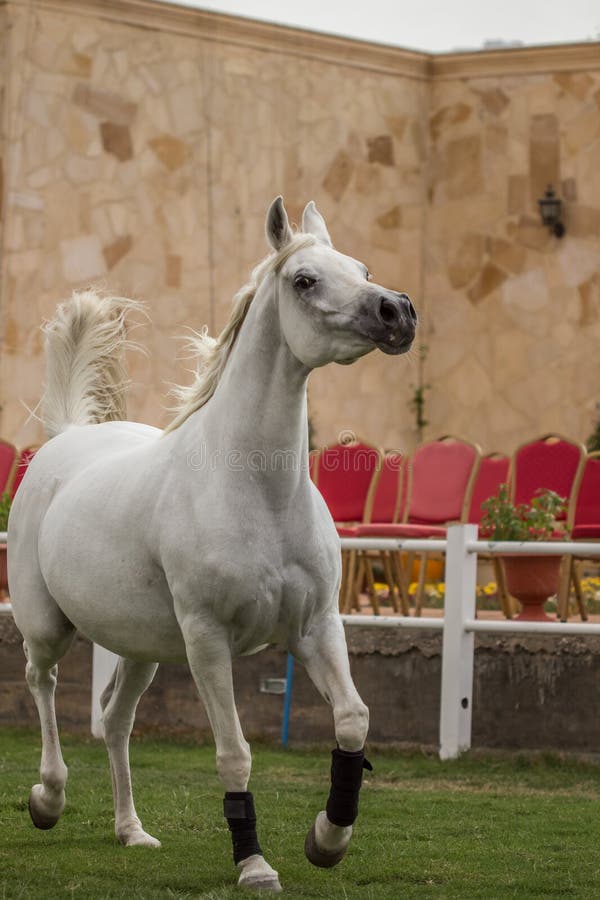 An arabian horse stock image. Image of mammal, field - 105204257