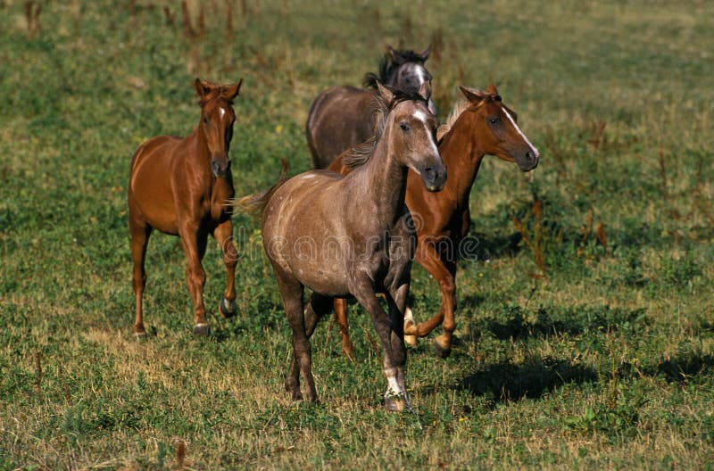 ARABIAN HORSE, HERD GALLOPING in PADDOCK Stock Image - Image of group ...
