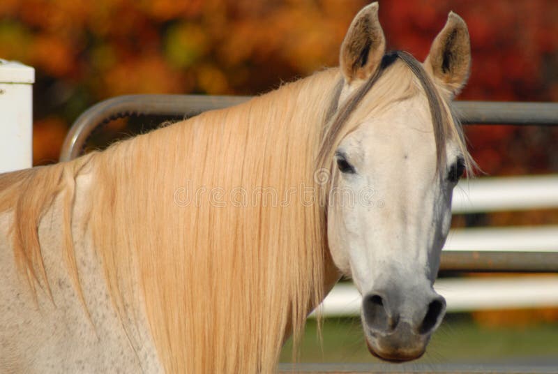 Red roan horse stock photo. Image of roan, arched, neck - 3600458