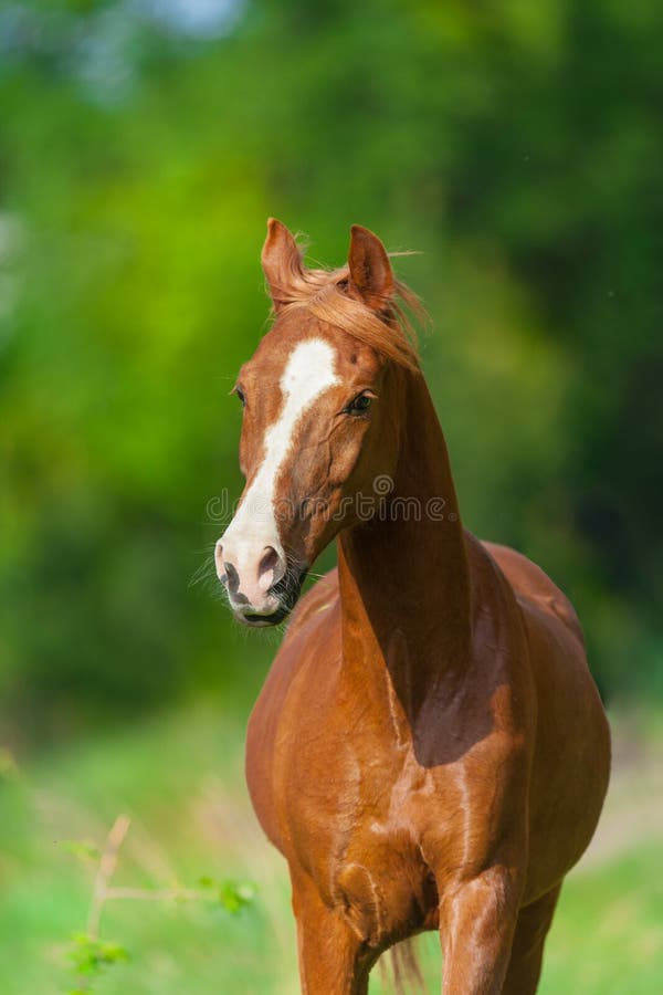 Arabian horse portrait stock image. Image of mammal, grass - 78920809