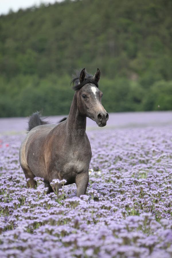 Arabian Horse Running in Purple Flowers Stock Photo - Image of move ...