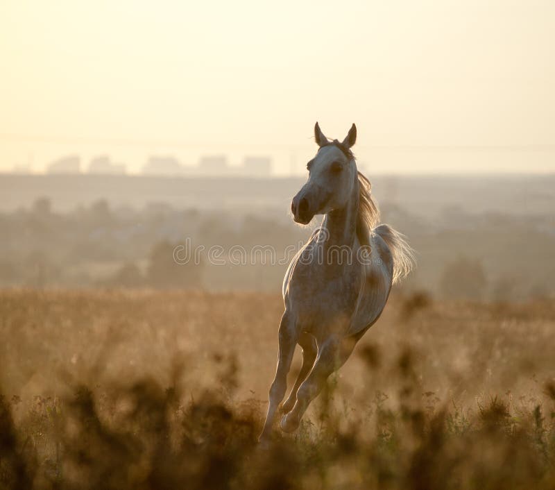 211 Arabian Horse Sunset Running Free Stock Photos - Free & Royalty ...