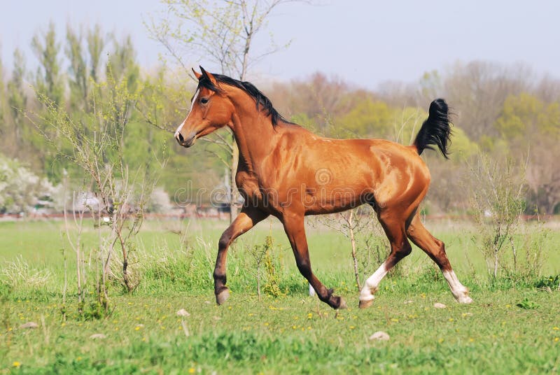 Arabian Horse Running Trot on Pasture Stock Image - Image of mammal ...