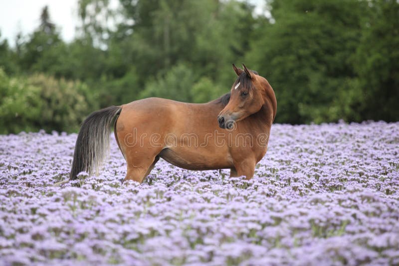 Arabian Horse Standing in Purple Flowers Stock Photo - Image of ...