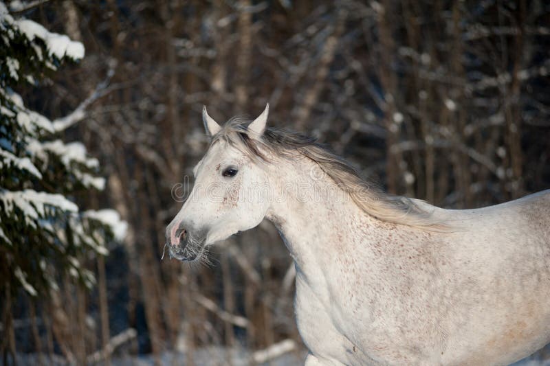 Arabian horse in winter stock image. Image of forest - 46246023