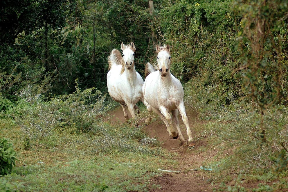 Arabian horses galloping stock photo. Image of activity - 1197742