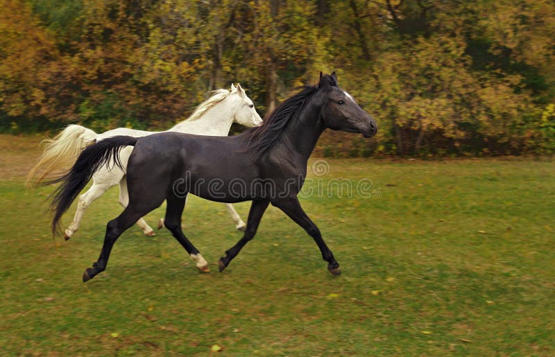 Arabian Horses Run in Autumn Colored Field Stock Photo - Image of blur ...