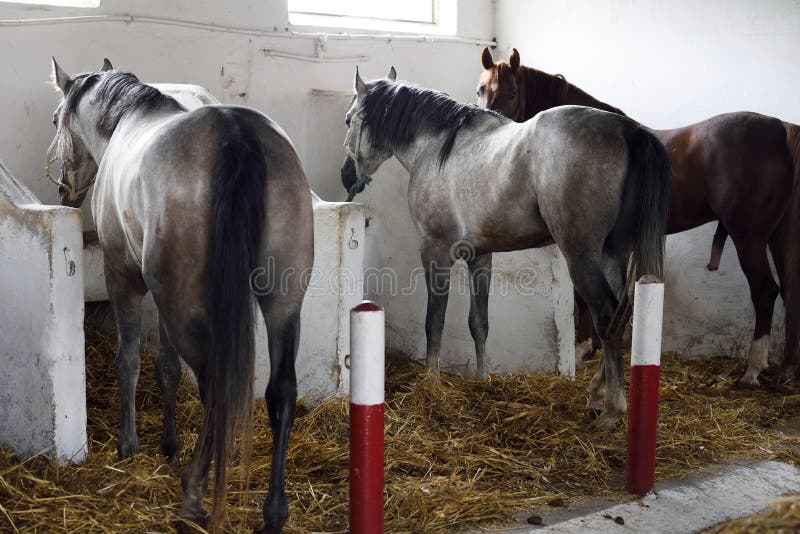 Arabian Horses in the Stable Stock Image - Image of power, animal ...